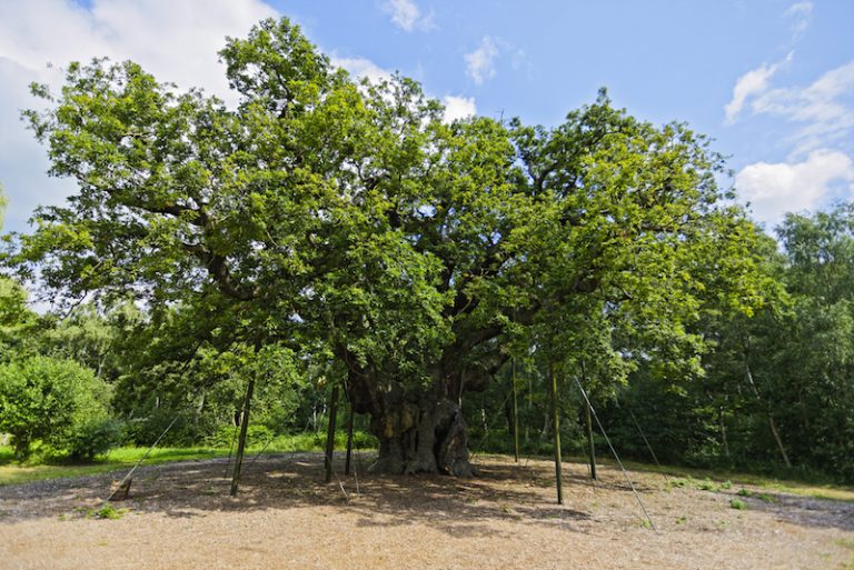 Sherwood Forest Facts & Figures | Where To Stay