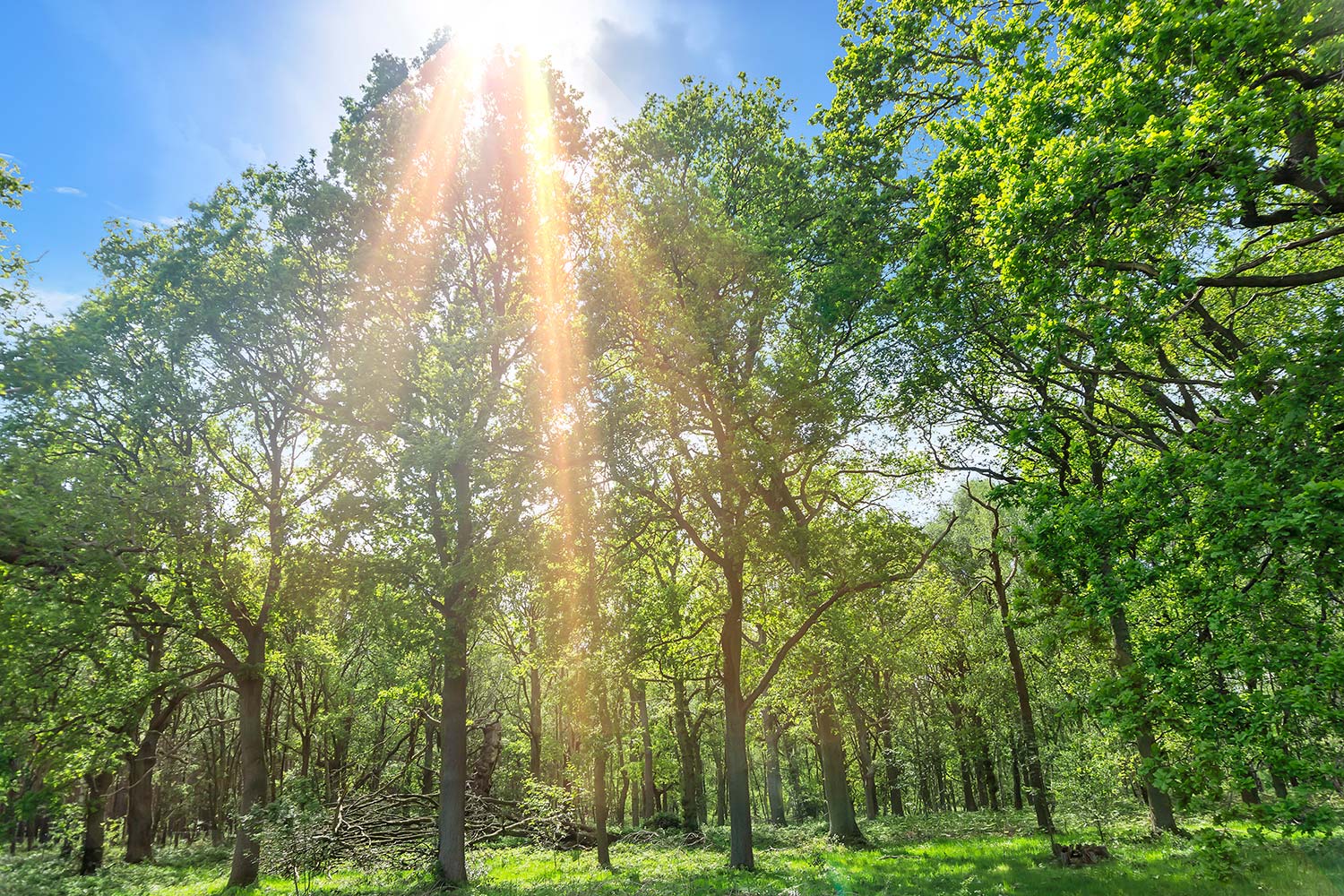 Explore The Forest This Spring | Sherwood Hideaway